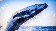 仮想通貨ビットコインゴールド、一匹のクジラが市場支配か 供給量の約半分を保有