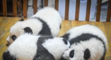 Chinês ganha R$ 50 mil em moeda virtual ao fazer live dormindo