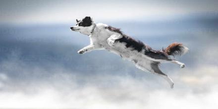 Dogwifhat (WIF) Jumps 21% As Analysts See $4.5 Price Tag