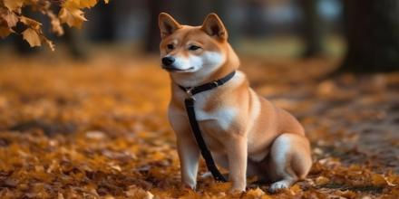 Binance ve SHIB Liderinin Shiba Inu Paylaşımları Şaşırttı!