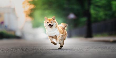Shiba Inu Yeni ‘Çılgın Projesiyle’ Geliyor: İşte Detaylar!