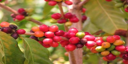 International coffee trade paid for with Bitcoin for the first time