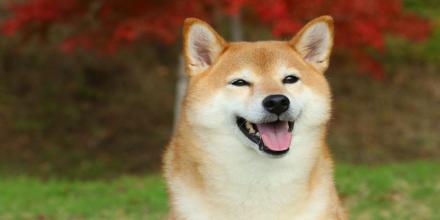 Dogecoin’e İlham Veren Shiba Inu Köpeğinin Sahibi Hacklendi: Yeni Token Tanıttılar!