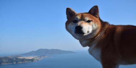 Shiba Inu, Yeni Hamlesini Duyurdu: Fiyatı Yükseldi!