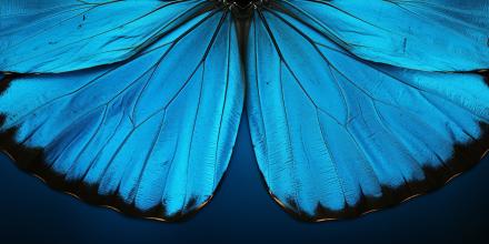 Morpho Coin Nedir? MORPHO Geleceği ve Fiyat Beklentileri