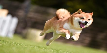Große Akteure verschlingen Milliarden an Dogecoin, während der Kurs fällt