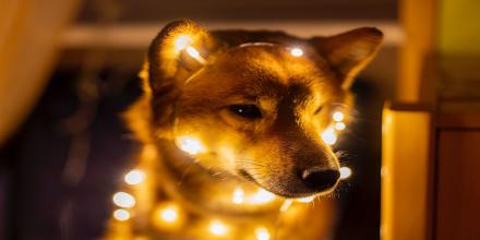 CleanCore confirma tesorería Dogecoin por USD $175 millones, con abogado de Musk a bordo
