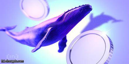 Les achats des baleines crypto pour se remettre du krach du marché