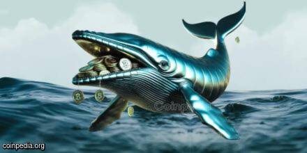 Top Altcoins Crypto Whales Are Buying Amid Market Crash