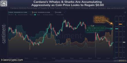 Cardano Hareket Siz Gibi, Balinalar Sessizce 200 Milyon Dolar Değerinde ADA Topluyor