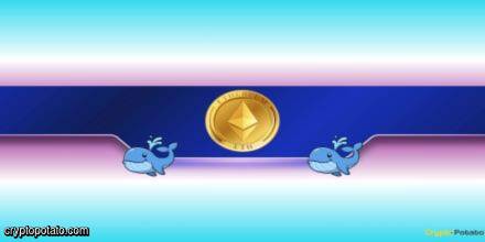 Ethereum Whales Stack Millions of ETH Despite Slow Price Action