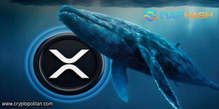 XRP Whales Move Over $1 Billion in Tokenized Assets Into NAP Hash Cloud Mining, Earning $30,000 a Day in Passive Income