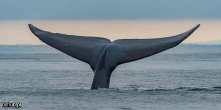 CryptoQuant: Wieloryby przejęły rynek kryptowalut. „Najwyżej od 2015 roku”. Co mówią liczby?