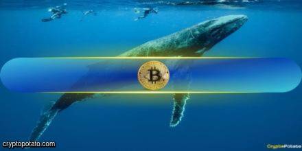 Bitcoin’s Big Players Haven’t Budged: What Whale Dormancy Could Mean for the Market
